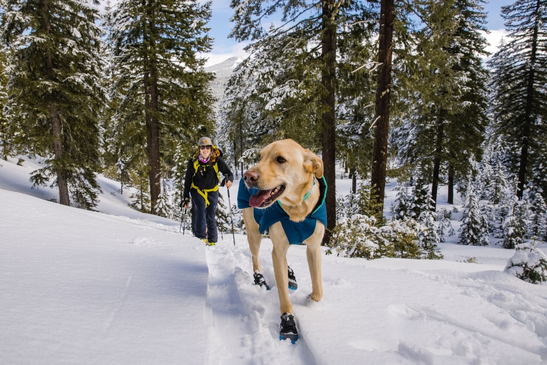 Winter Dog Coats & Jackets | Warm & Waterproof Dog Winter Coats – The ...