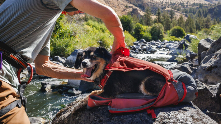 Hitch Hiker™ Dog Bike Backpack Carrier For Dogs Up To 40 lbs. – The Dog ...