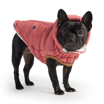 Best Winter Jackets For Boxer Dogs – The Dog Outdoors