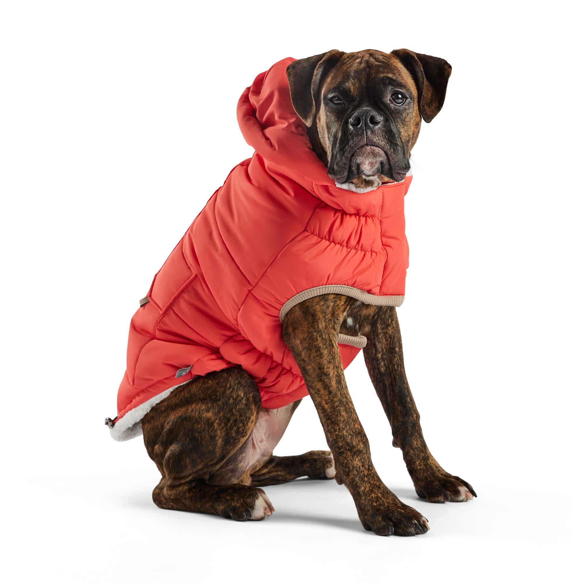 Best Winter Jackets For Boxer Dogs – The Dog Outdoors