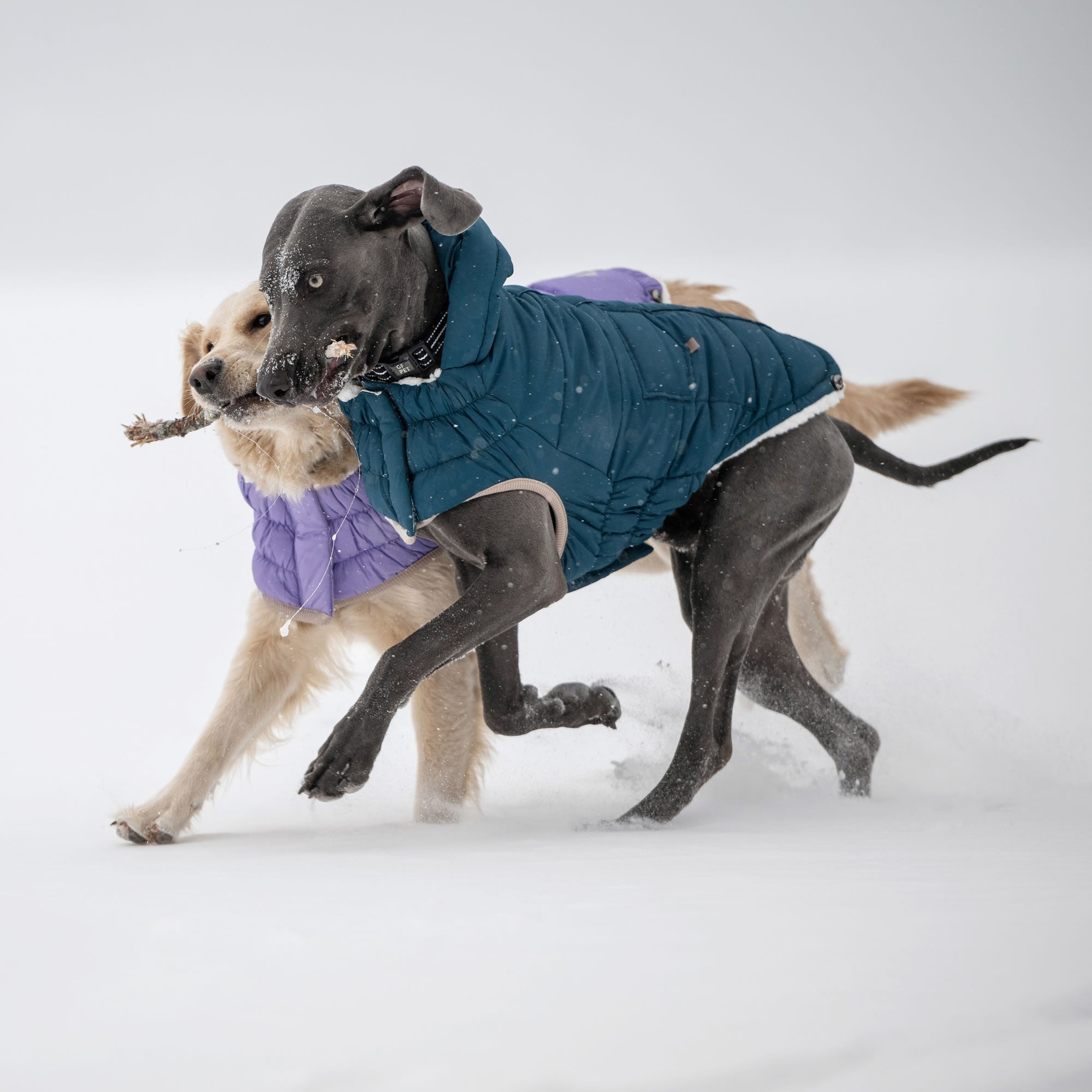 Winter Dog Coats & Jackets | Warm & Waterproof Dog Winter Coats – The ...