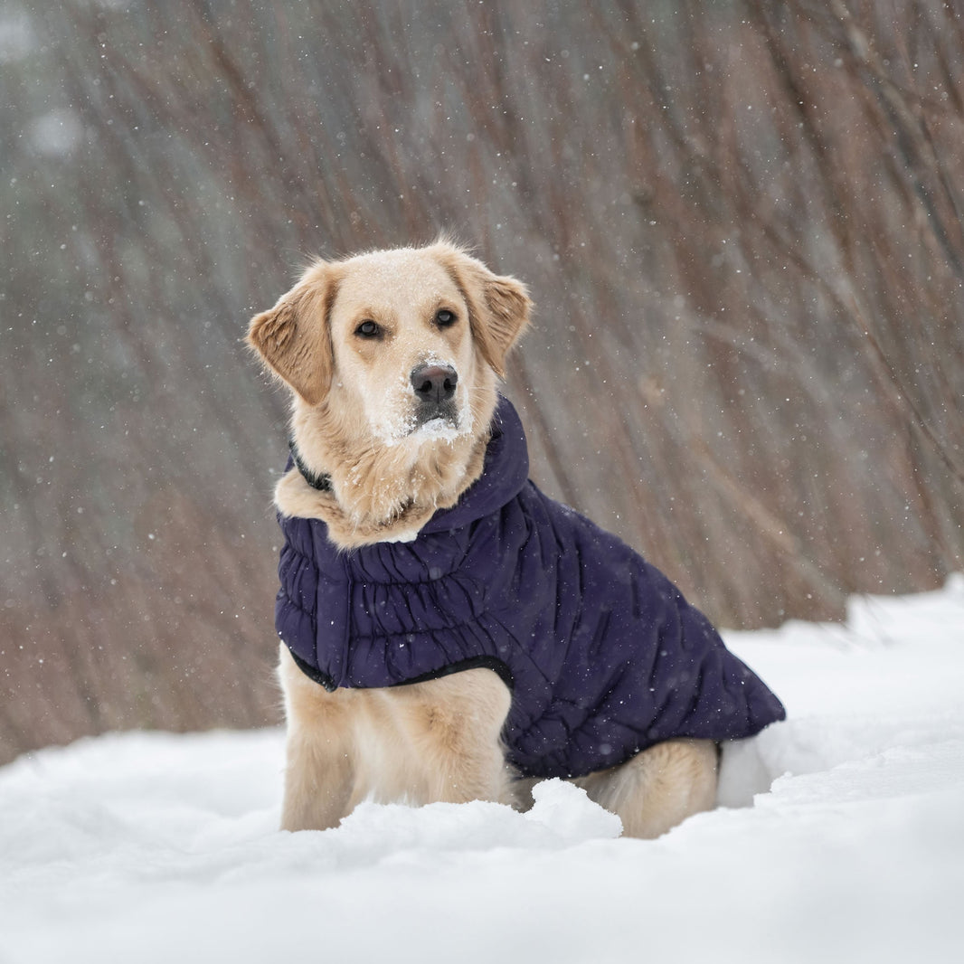 Winter Dog Coats For French Bulldogs – The Dog Outdoors