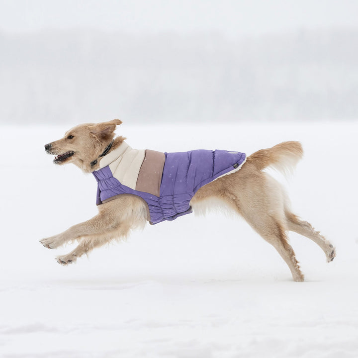 Best Winter Jackets For Boxer Dogs – The Dog Outdoors