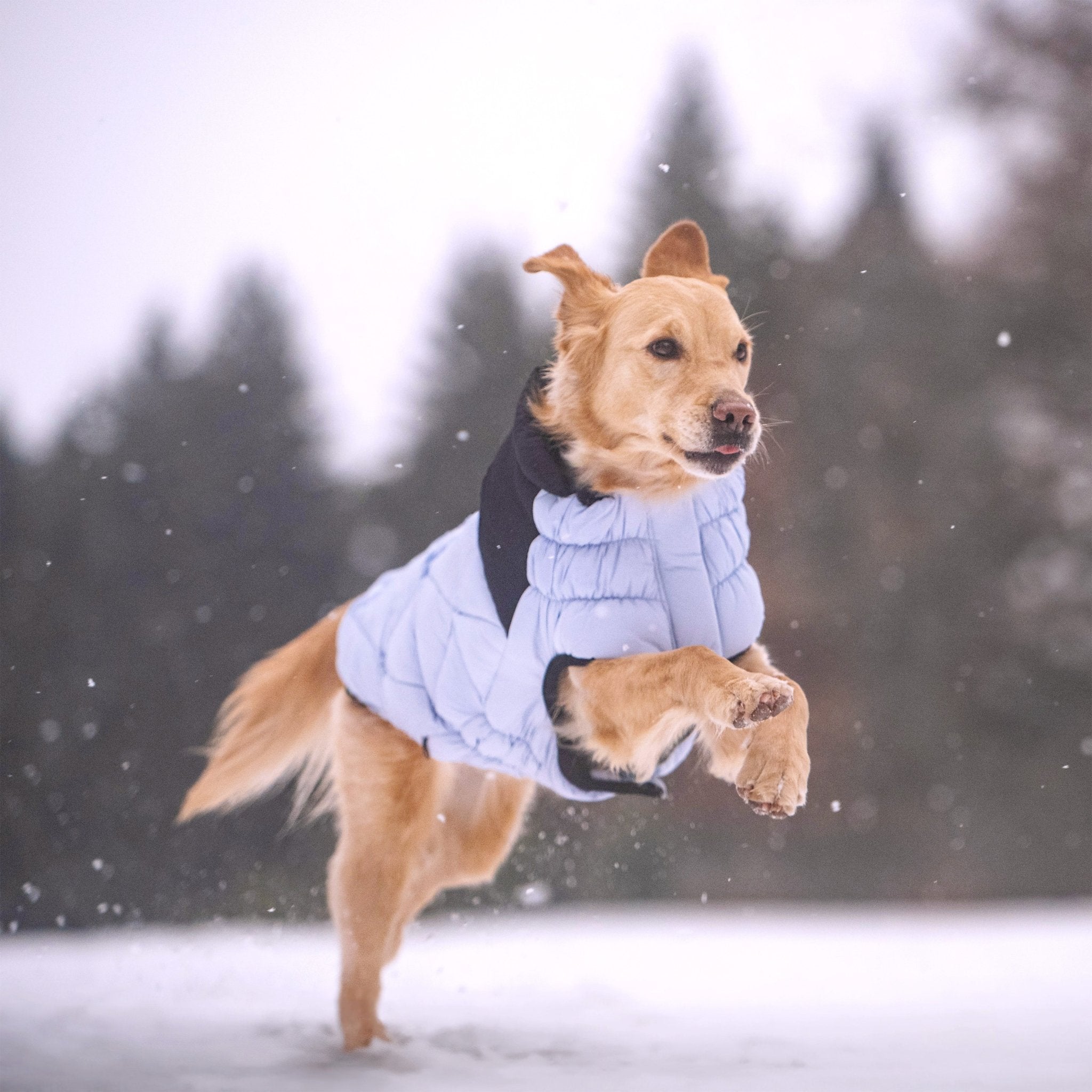 Winter Dog Coats & Jackets | Warm & Waterproof Dog Winter Coats – The ...