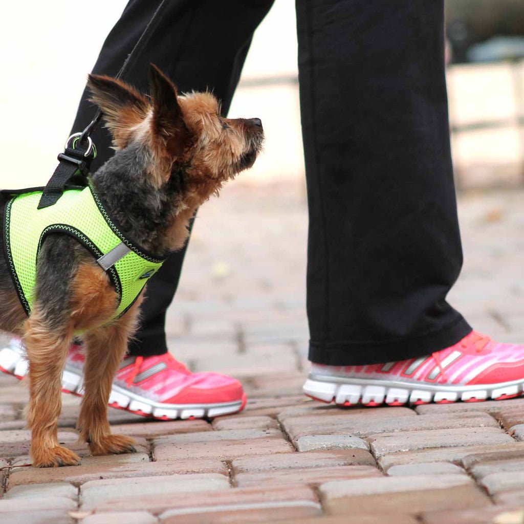 No-Pull Choke Free Dog Harnesses Breathable Mesh Dog Harnesses ...