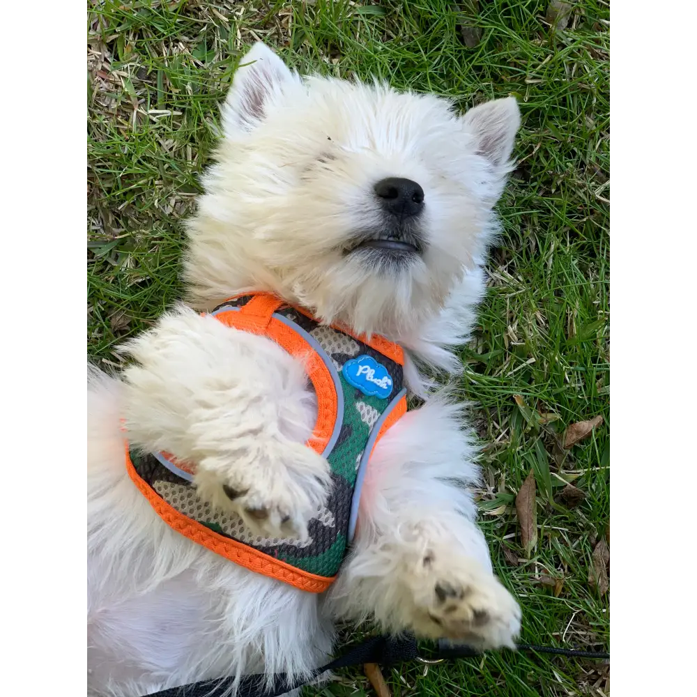 Plush Step In Air Mesh Harness - Camo/Orange – The Dog Outdoors