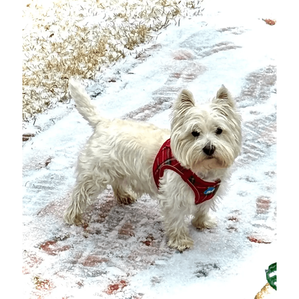 Plush Step In Harness Plaid Red – The Dog Outdoors