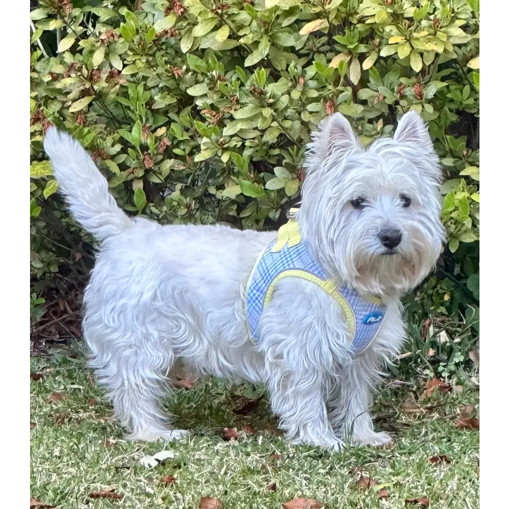 Plush Step In Harness Spring Plaid – The Dog Outdoors