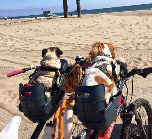 Buddyrider Dog Bicycle Seat Attachment & Accessories | Product Reviews ...