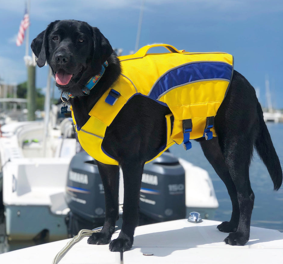 Top 6 Best Dog Life Jackets For 2025 | Tested and Reviewed For Safety ...