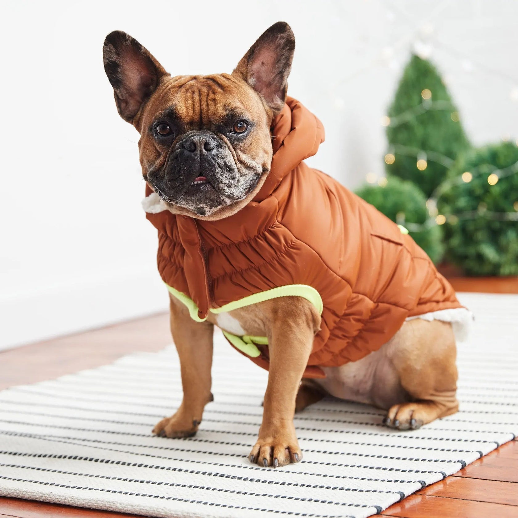 Super Puff Parka Dog Winter Jacket – The Dog Outdoors