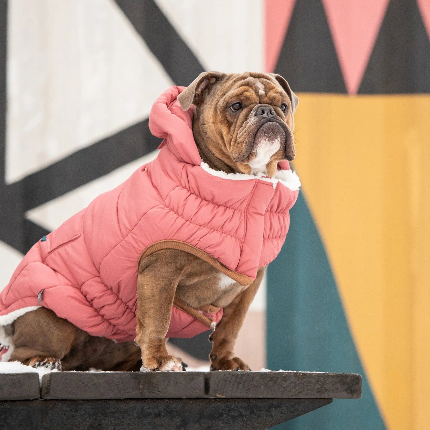 Super Puff Parka Dog Winter Jacket – The Dog Outdoors