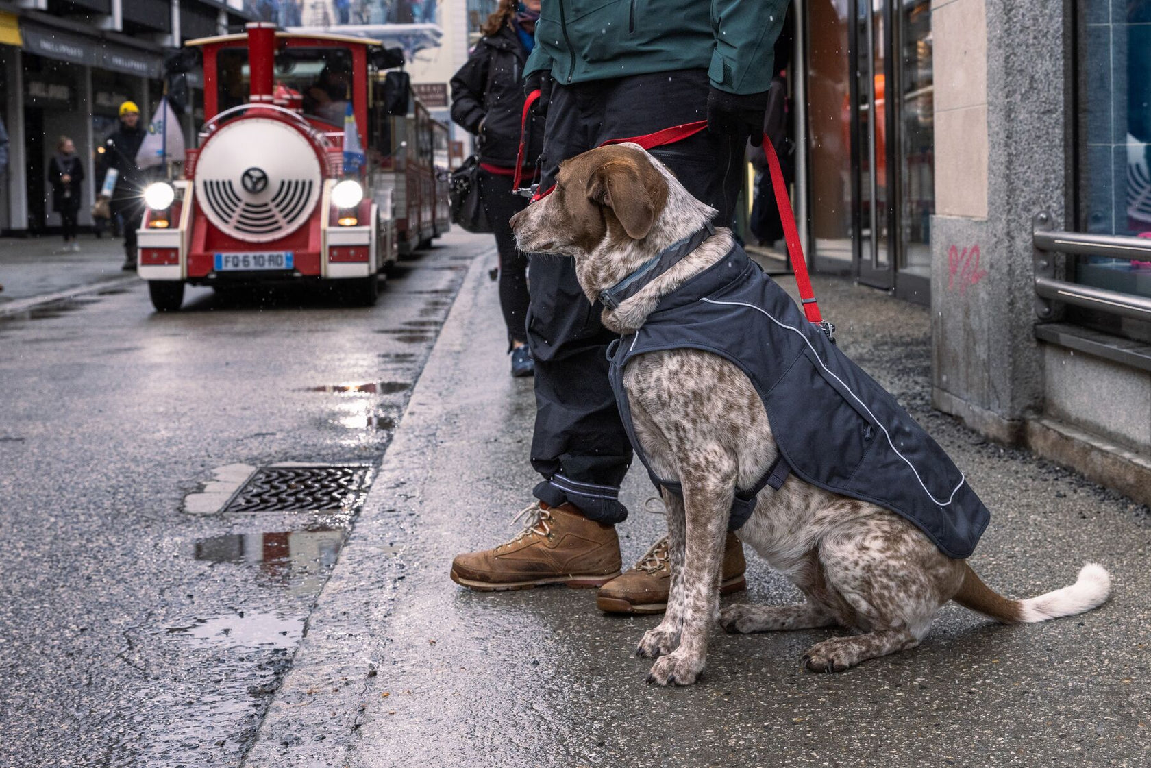 Best Dog Jacket with Built-In Harness: The Overcoat Fuse™ – The Dog ...